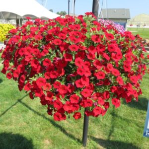 Calibrachoa Cabaret Bright Red - RCOP