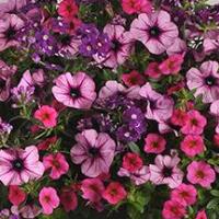 Combination Pot MixMasters A Grape Fit! Imp. - RCOP