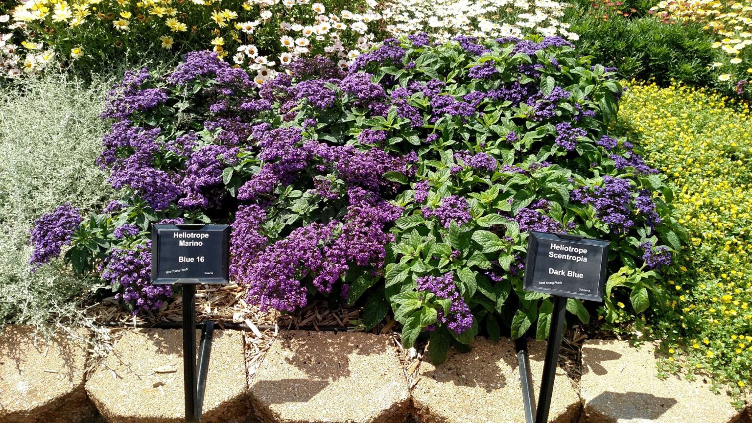 Heliotrope Marino Blue - RCOP