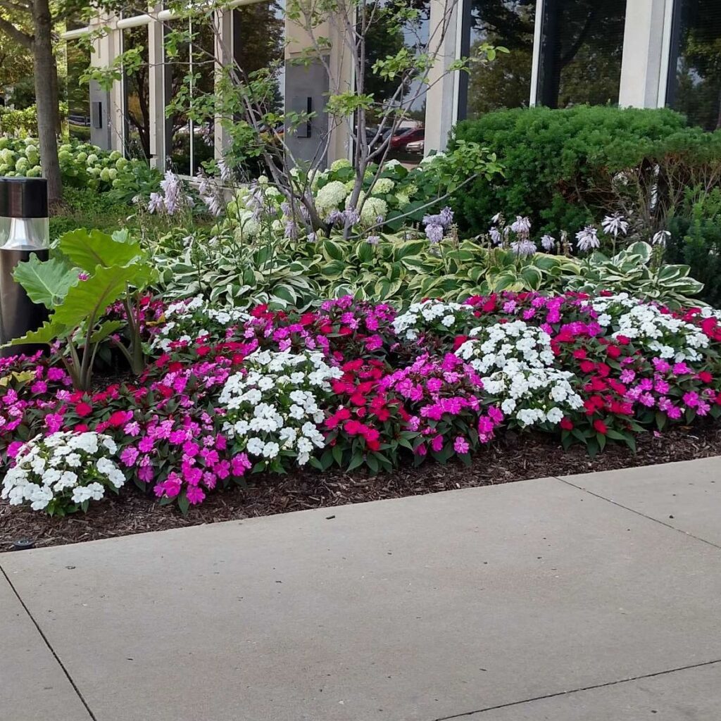 Impatiens, hybrid SunPatien Compact White - RCOP