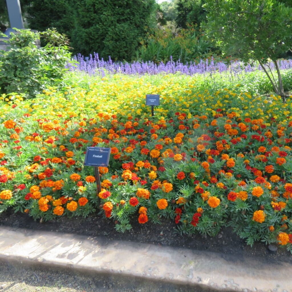 Marigold Fireball - RCOP