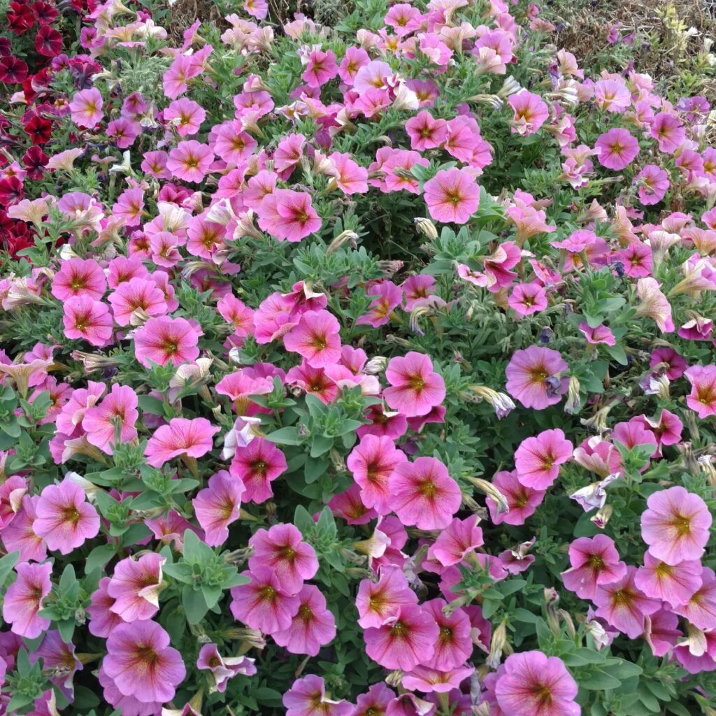 Petchoa SuperCal Premium Sunray Pink - RCOP