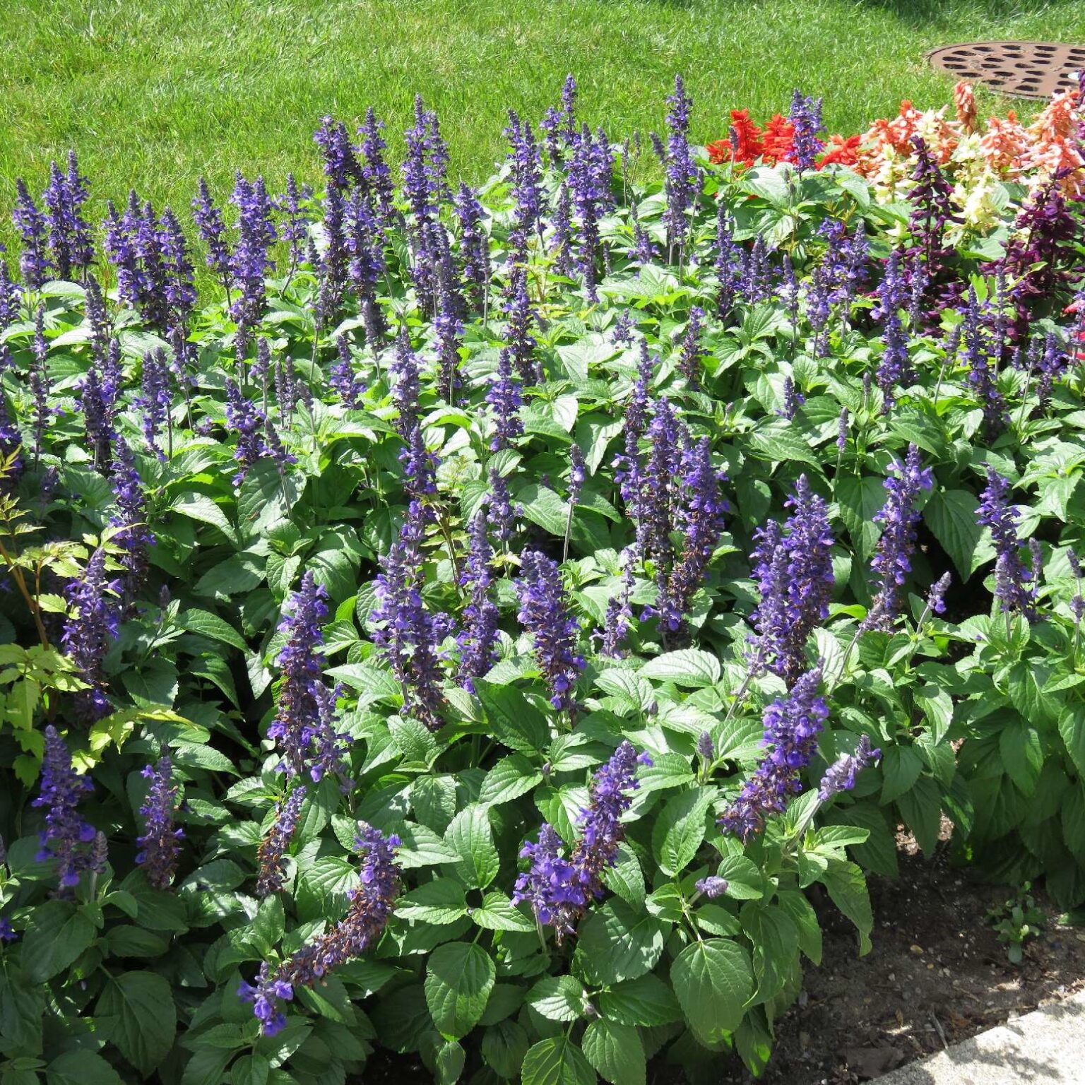 Salvia