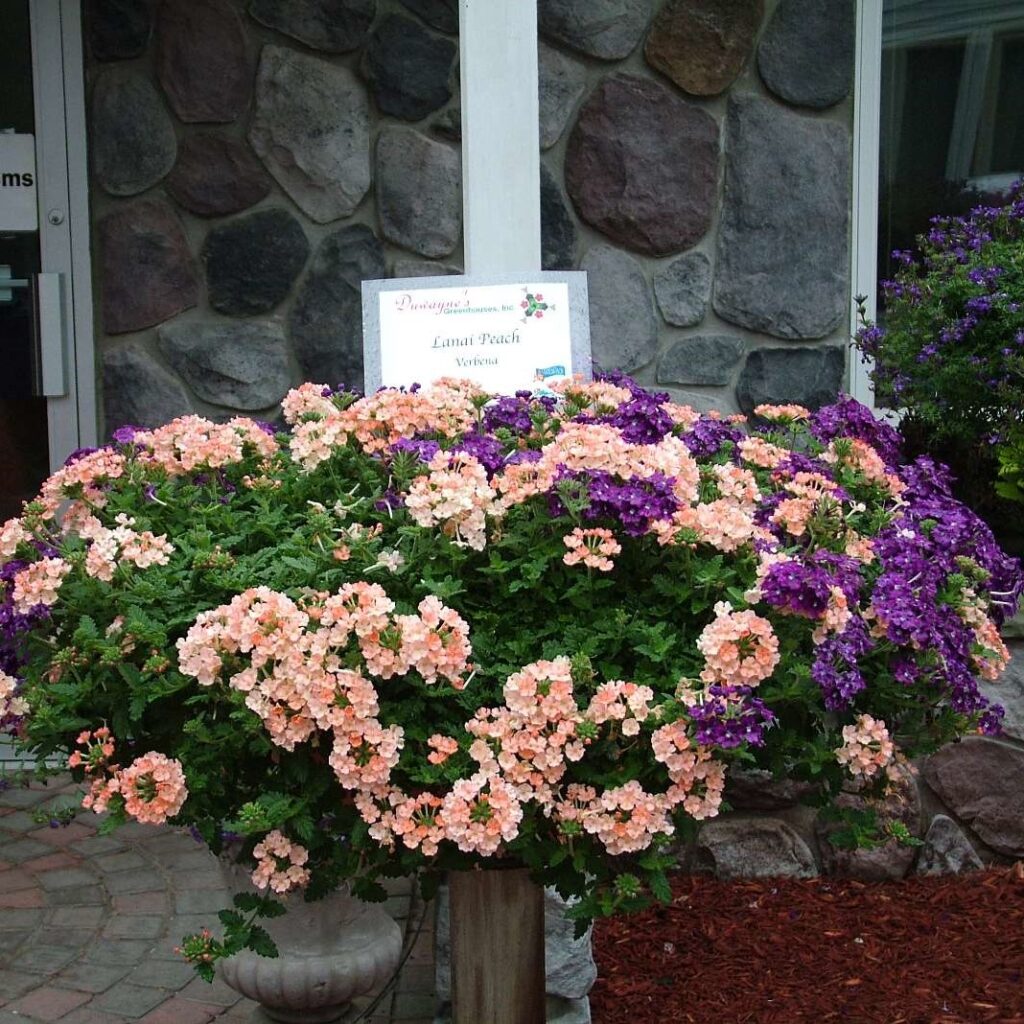 Verbena, spreading Lanai Peach - RCOP