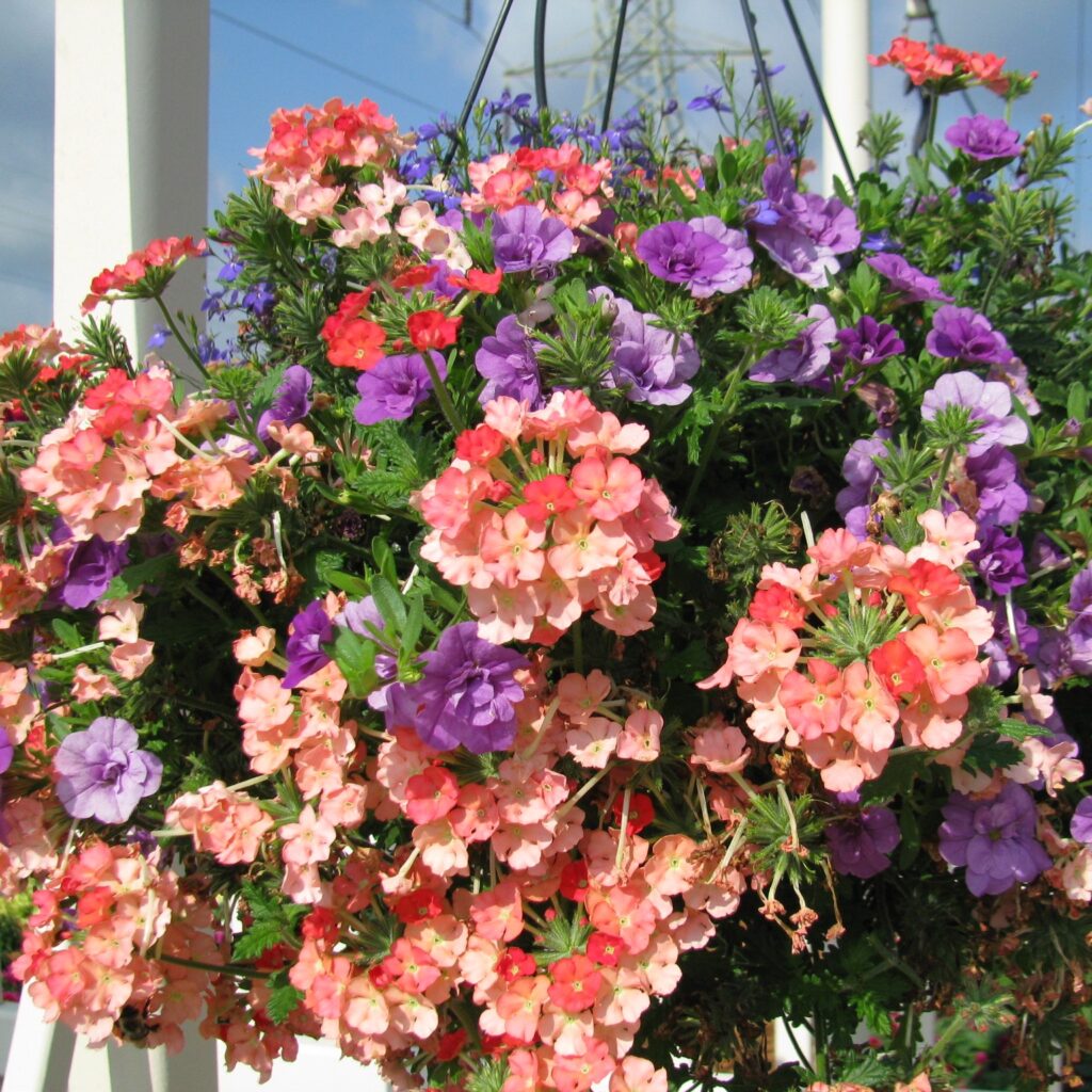 Verbena, spreading Lanai Peach - RCOP