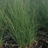 Grass, Juncus Blue Dart - RCOP