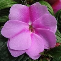 Impatiens, New Guinea Divine Lavender - RCOP