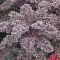 Kale, ornamental Redbor - RCOP