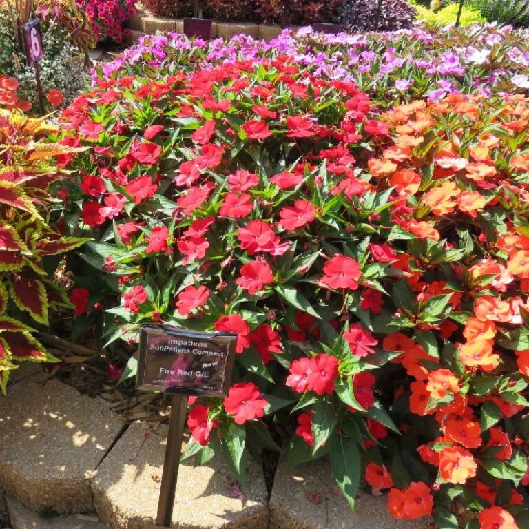 Impatiens, hybrid SunPatien Compact Fire Red - RCOP