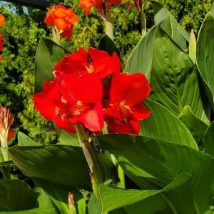 Canna, seed Cannova Scarlet - RCOP