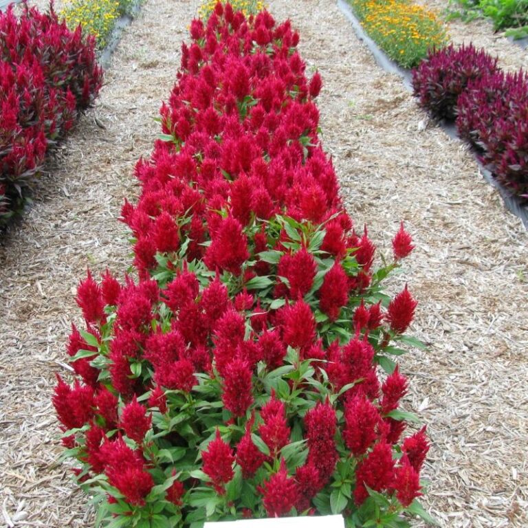 Celosia Kelos Fire Red - RCOP