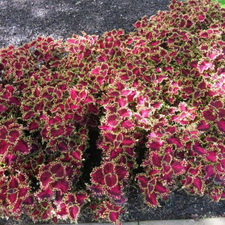 Coleus Solar Flare - RCOP