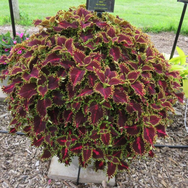 Coleus Solar Flare - RCOP